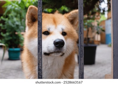 White akita looks sad 2K wallpaper download