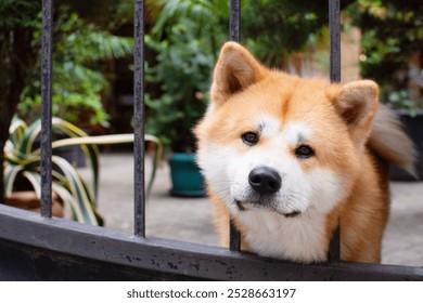 White akita looks sad 2K wallpaper download