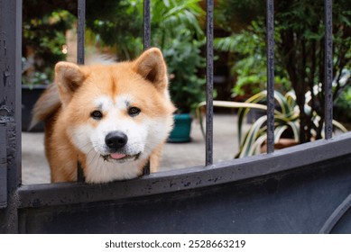 White akita looks sad 2K wallpaper download