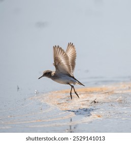 Common sandpiper portrait 2K wallpaper download