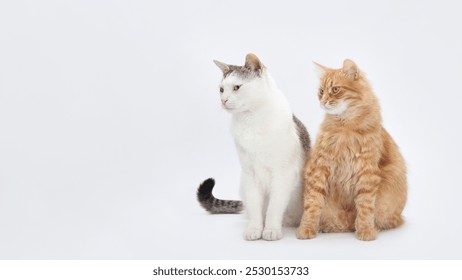 Wonderful cat 2K wallpaper download
