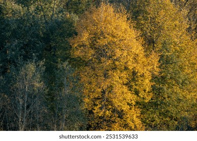 Autumn Colors in Green Pastel HD wallpaper download