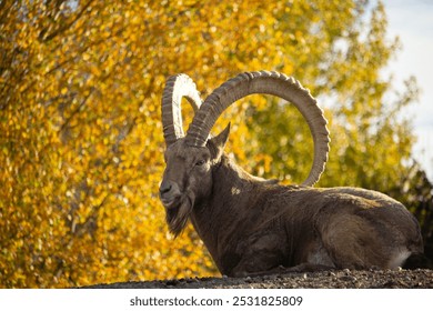 Siberian ibex 2K wallpaper download
