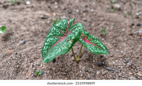 Grow Up and The Star Plant 4K wallpaper download