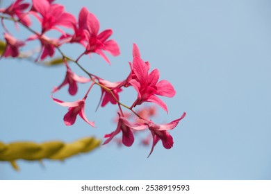 Flower of Grace 2K wallpaper download