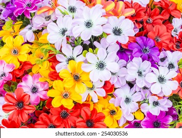 Flori frumoase colorate 4K descărcare de fundal