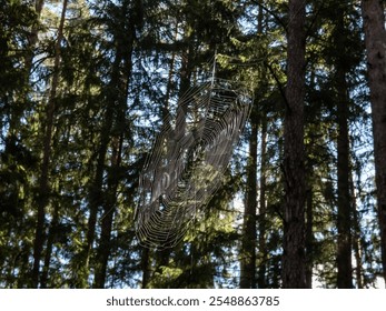 Big Spider on Dewy Web in Sunlight premium 2K wallpaper download