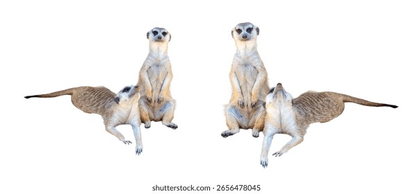 Groupe de suricates debout, alertes, dans un studio téléchargement de ...