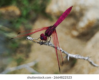 Vibrant Dragonfly Wings: Detailed Macro on Lush Green Leaf premium 2K ...