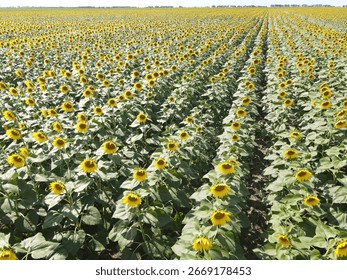 Vaste champ de tournesols sous un ciel d'été limpide téléchargement de ...