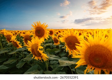 Golden Sunflower Sunset: A Breathtaking Field View premium 4K wallpaper ...