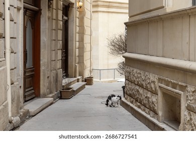 Descărcare de fundal Felină plimbându-se pe aleea orașului cu clădiri ...