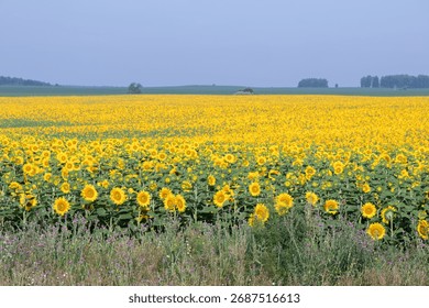 Vaste champ de tournesols sous un ciel d'été limpide téléchargement de ...
