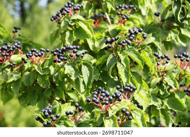 Dogwood and Berries on Branch, Lush Botanical Pattern premium 2K ...