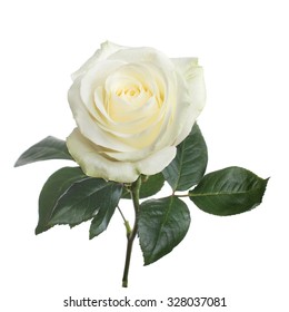 Simple - White Rose HD wallpaper download