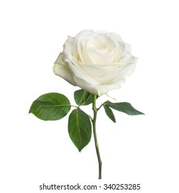 Simple - White Rose HD wallpaper download