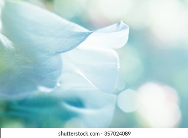 Flower close up 4K wallpaper download