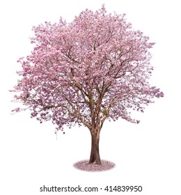Cherry blossom tree 2K wallpaper download
