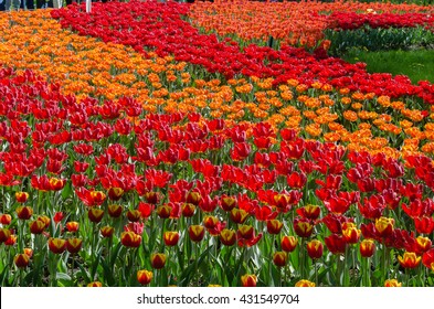 Mensgemaakte blommetuin HD plakpapier aflaai