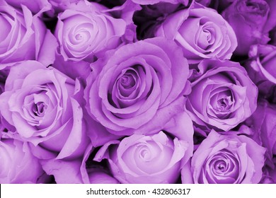 rosas moradas 4K descarga de fondo de pantalla