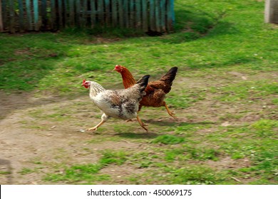 Chicken Run 2 4K wallpaper download