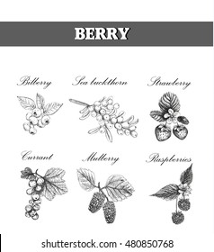Mulberry Logo Vector (.CDR) Free Download