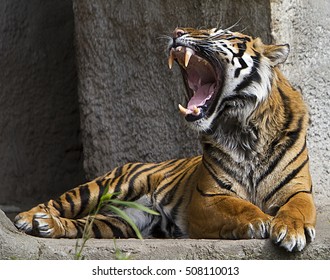 Yawning Tiger 2K wallpaper download
