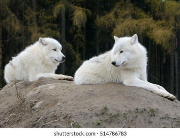 A pair of white wolves 2K wallpaper download