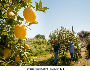 Lemon Farming 2K wallpaper download