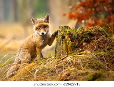 Fox Cub in Autumn HD wallpaper download