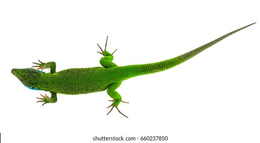 Close exposure of green lizard on bamboo HD wallpaper download