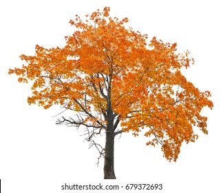 Orange Tree Fall 4K wallpaper download