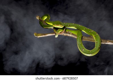 viper in green smoke HD wallpaper download