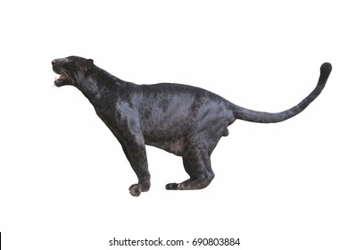 Majestueuse Jaguar in Profiel op Minimalistiese Studio Agtergrond ...