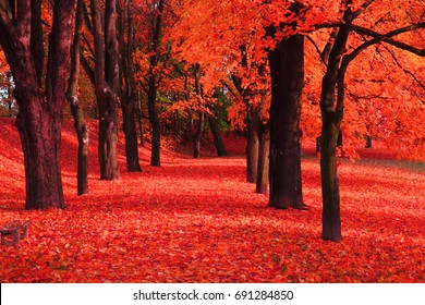 nature red forest leaves and trees 2K wallpaper download