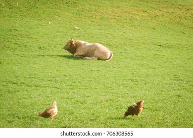 Cow, pig, rooster and fox characters from barnyard animated movie 2K ...