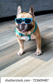 The secret life of pets cartoon character Cute dog Max 2K wallpaper ...