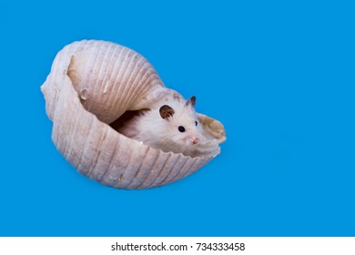 Captain Hamster HD wallpaper download