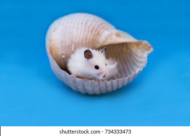 Captain Hamster HD wallpaper download