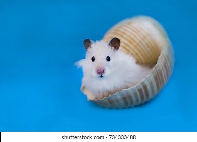 Captain Hamster HD wallpaper download