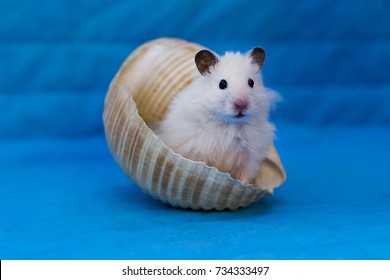 Captain Hamster HD wallpaper download