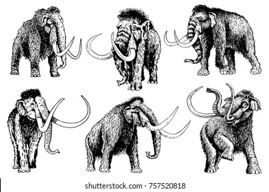 Mammut Logo Vector (.EPS) Free Download