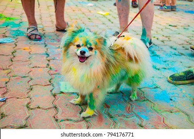 Cute dog celebrating Happy Holi festival 2K wallpaper download