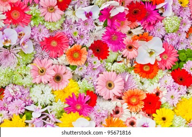 Flori frumoase colorate 4K descărcare de fundal