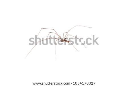 TOROSUS Stock Photos and Images - Avopix.com