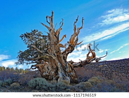 METHUSELAH Stock Photos and Images - Avopix.com