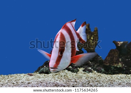 RED-EMPEROR-SNAPPER Stock Photos and Images - Avopix.com