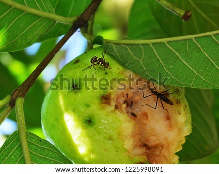 GUAVA-FRUIT-FLY Stock Photos and Images - Avopix.com