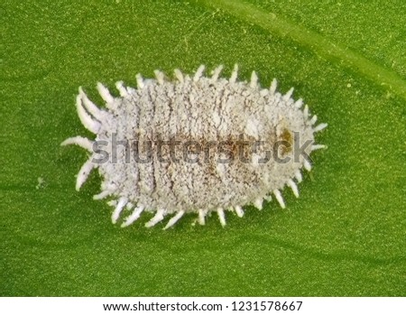 PLANOCOCCUS Stock Photos and Images - Avopix.com