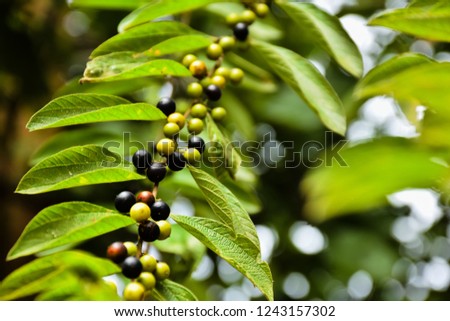 JACKAL-BERRY-TREE Stock Photos and Images - Avopix.com